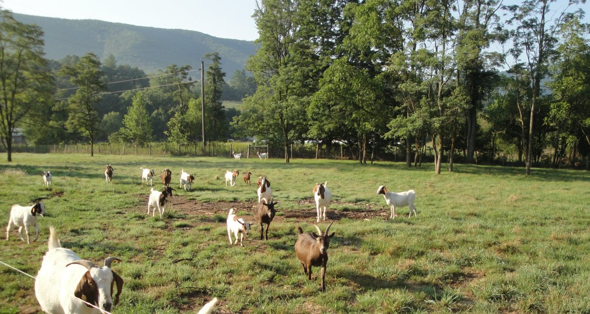 Virginia Goats in Forestry – World-Wide Matel