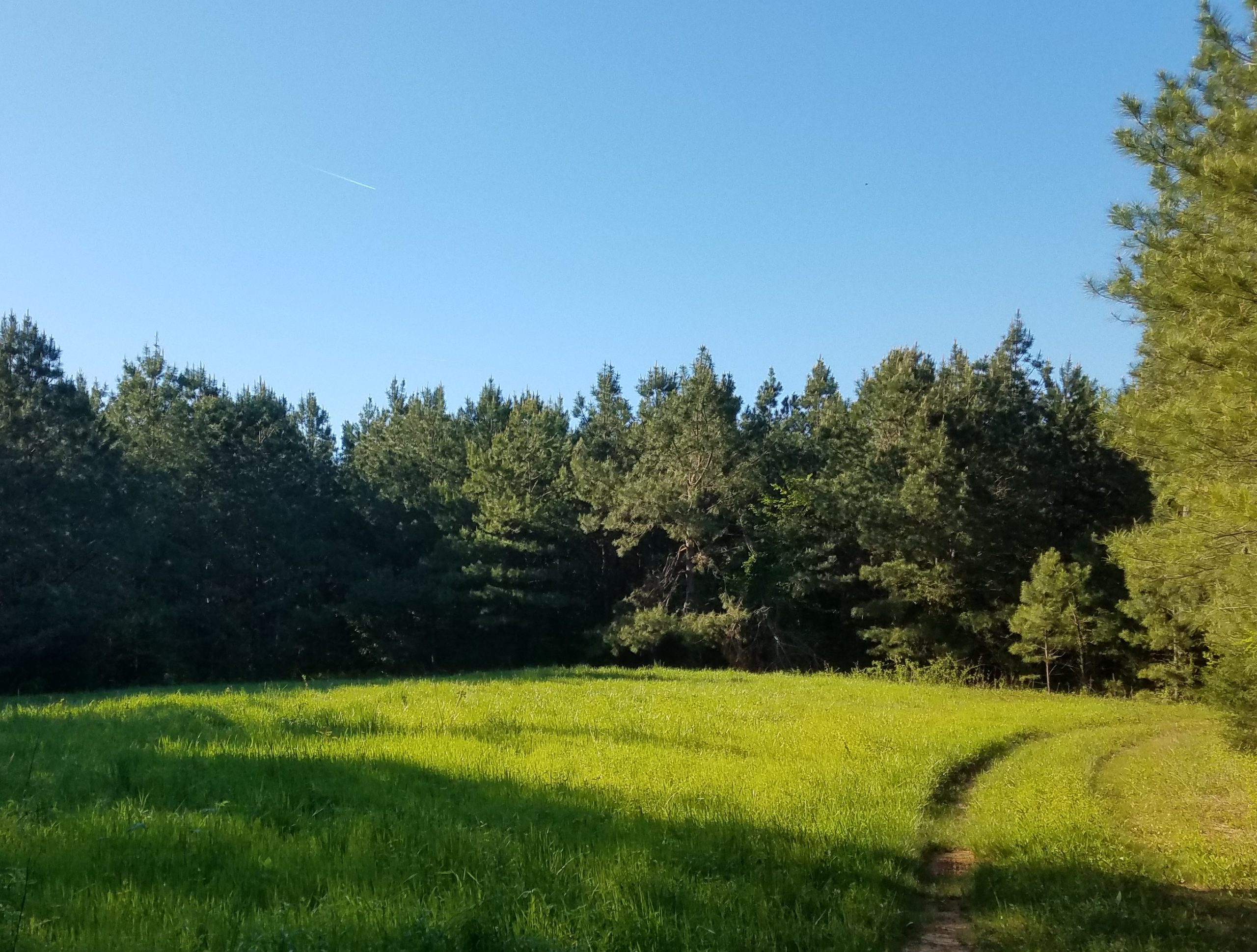Thinning on Diamond Grove prep day – World-Wide Matel