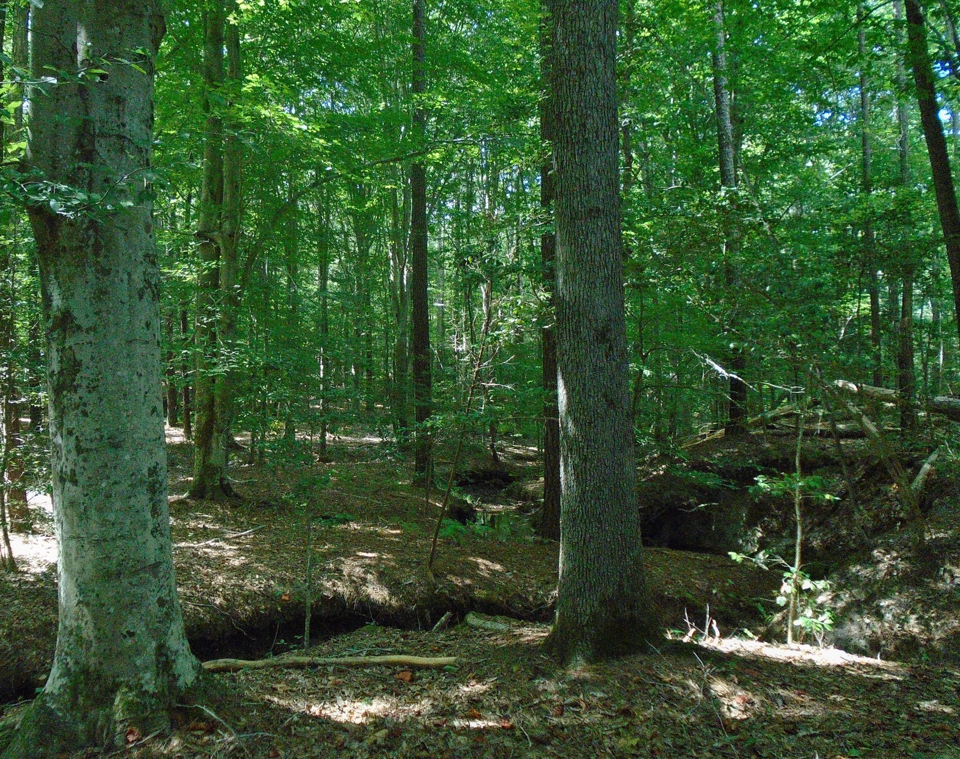 Forests Forever – World-Wide Matel