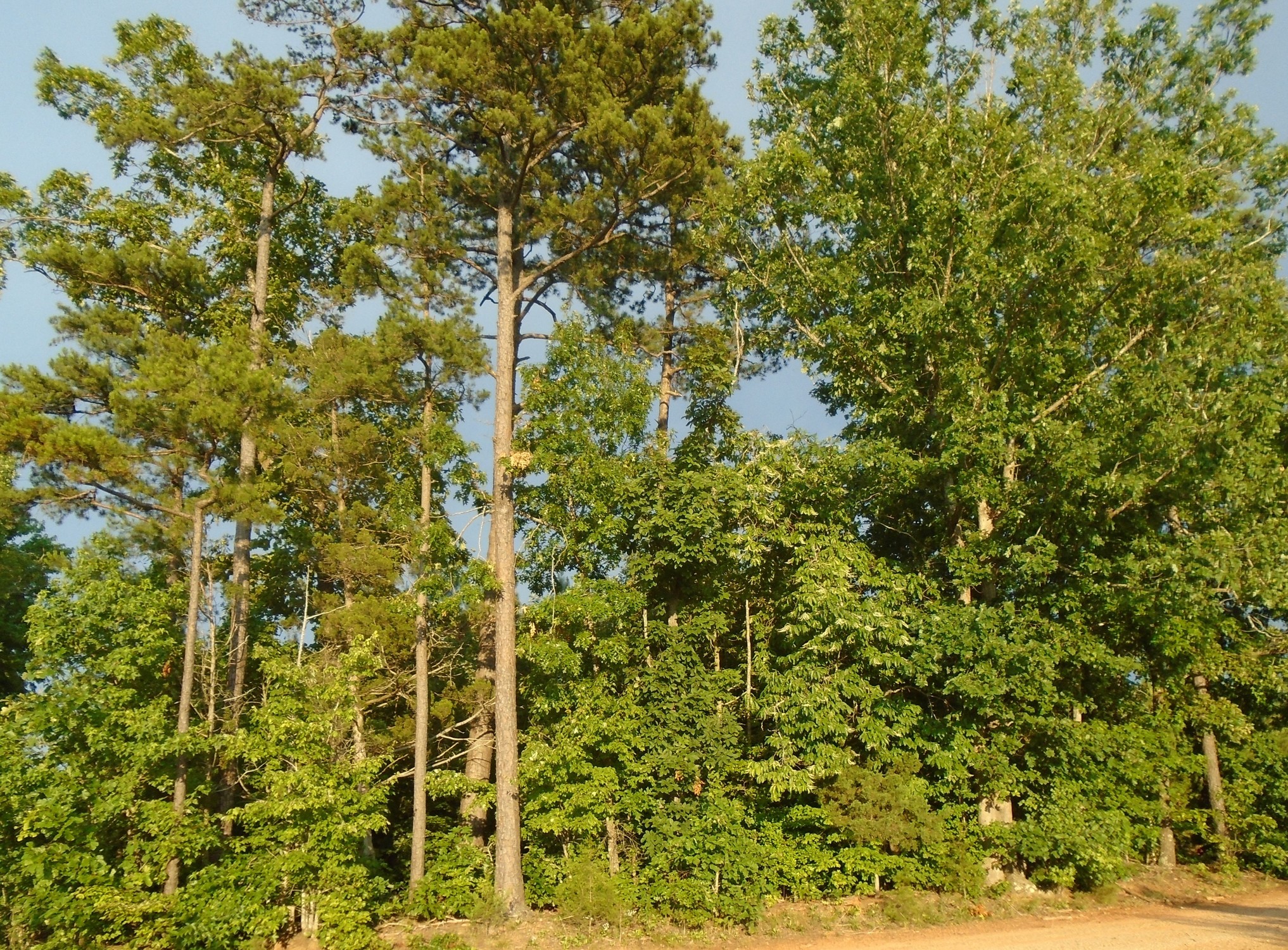 Forests Forever – World-Wide Matel