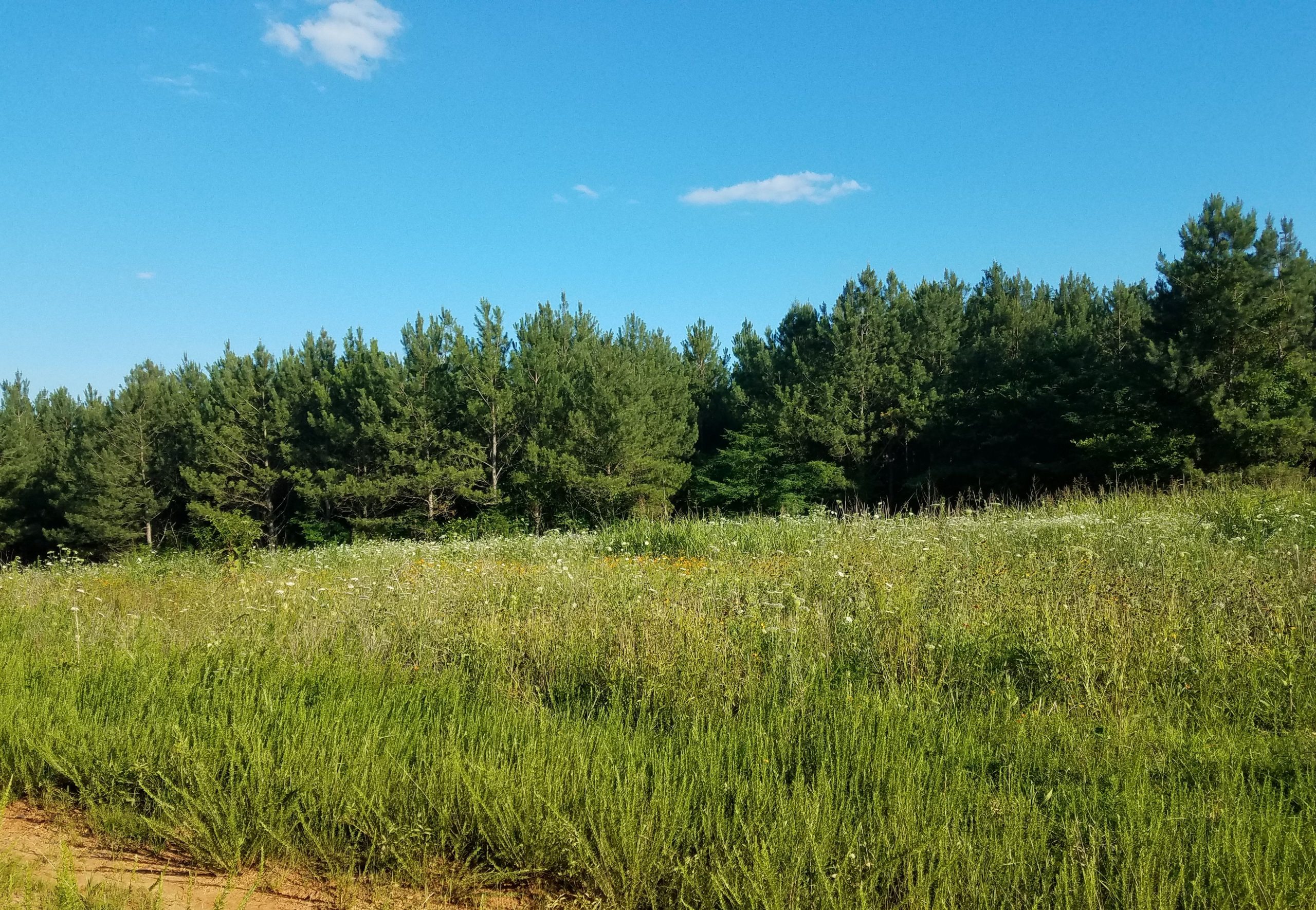 June forest visits – World-Wide Matel