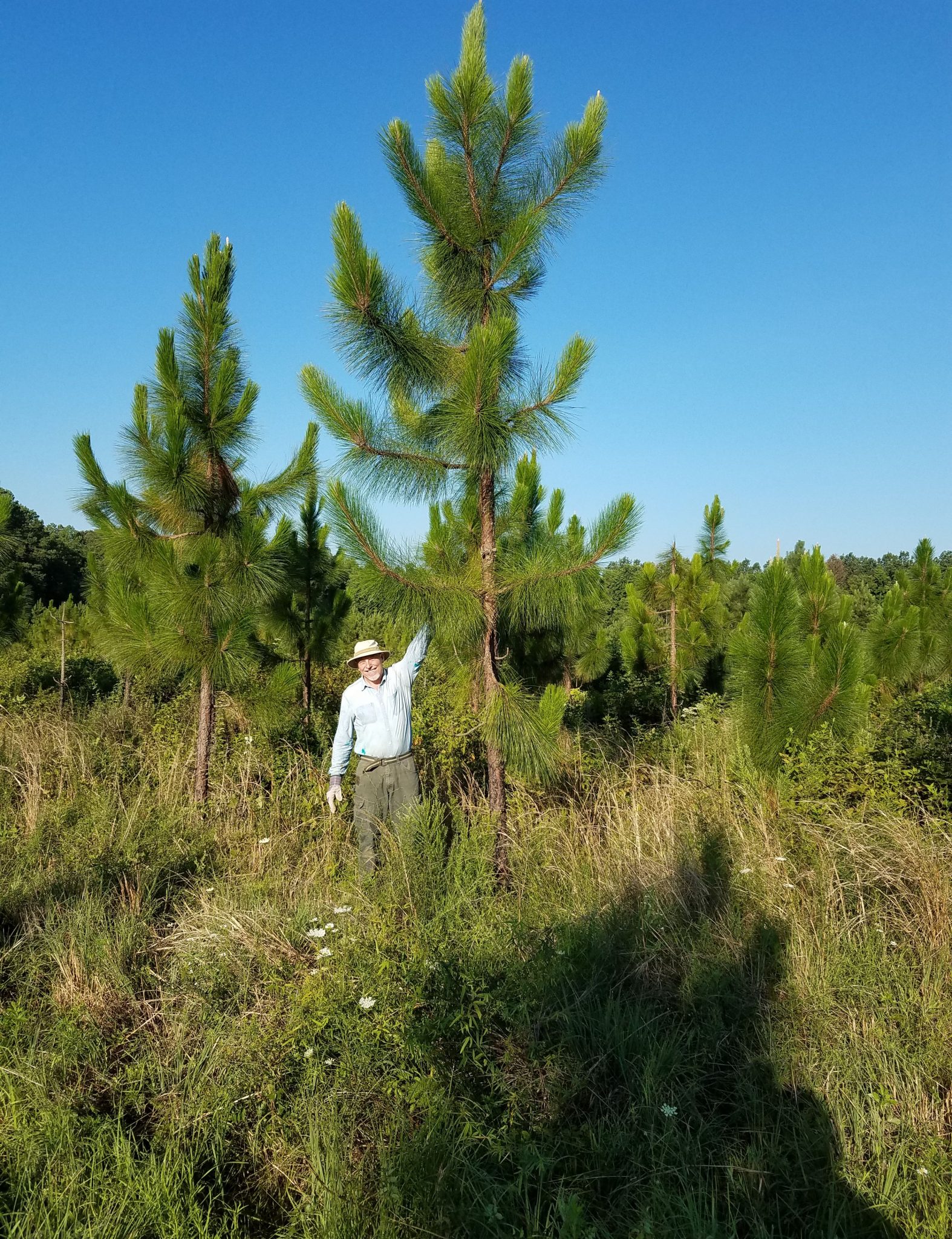 My longleaf through the years – World-Wide Matel