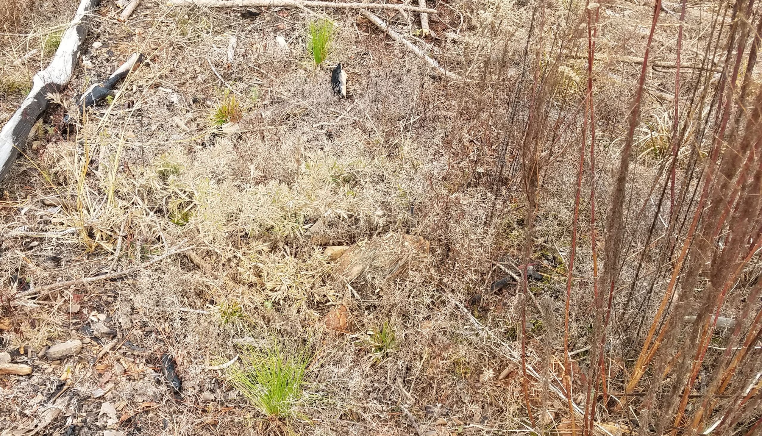 Planting after a hot fire – World-Wide Matel