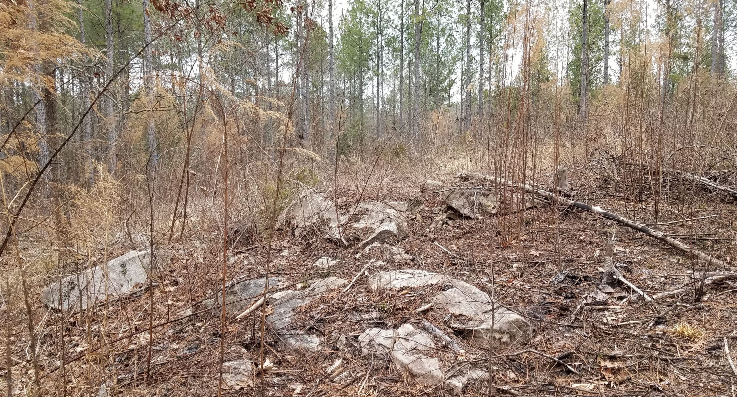 Planting more trees and my new ATV – World-Wide Matel