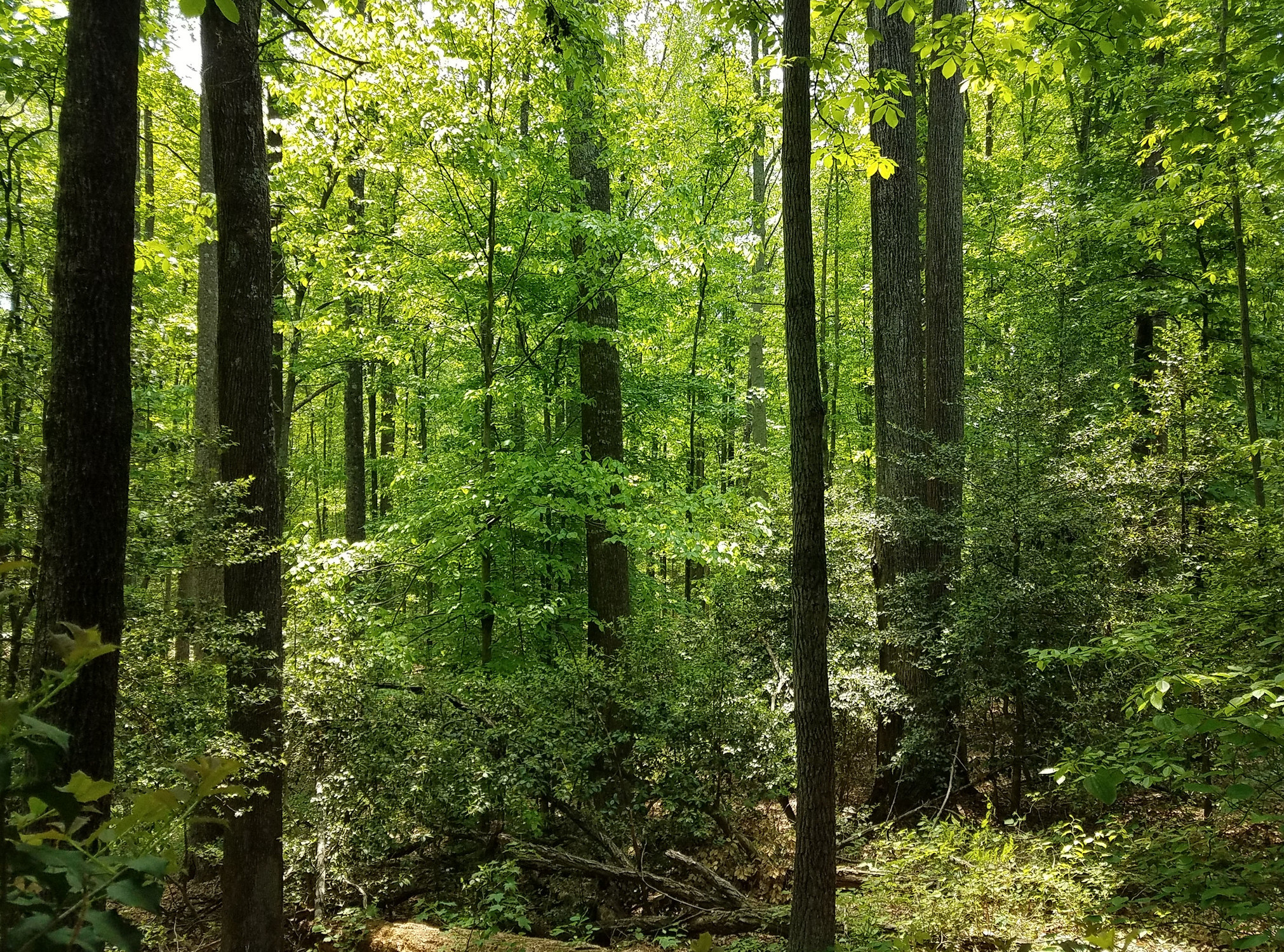 Virginia Tree Farm Odyssey – World-Wide Matel