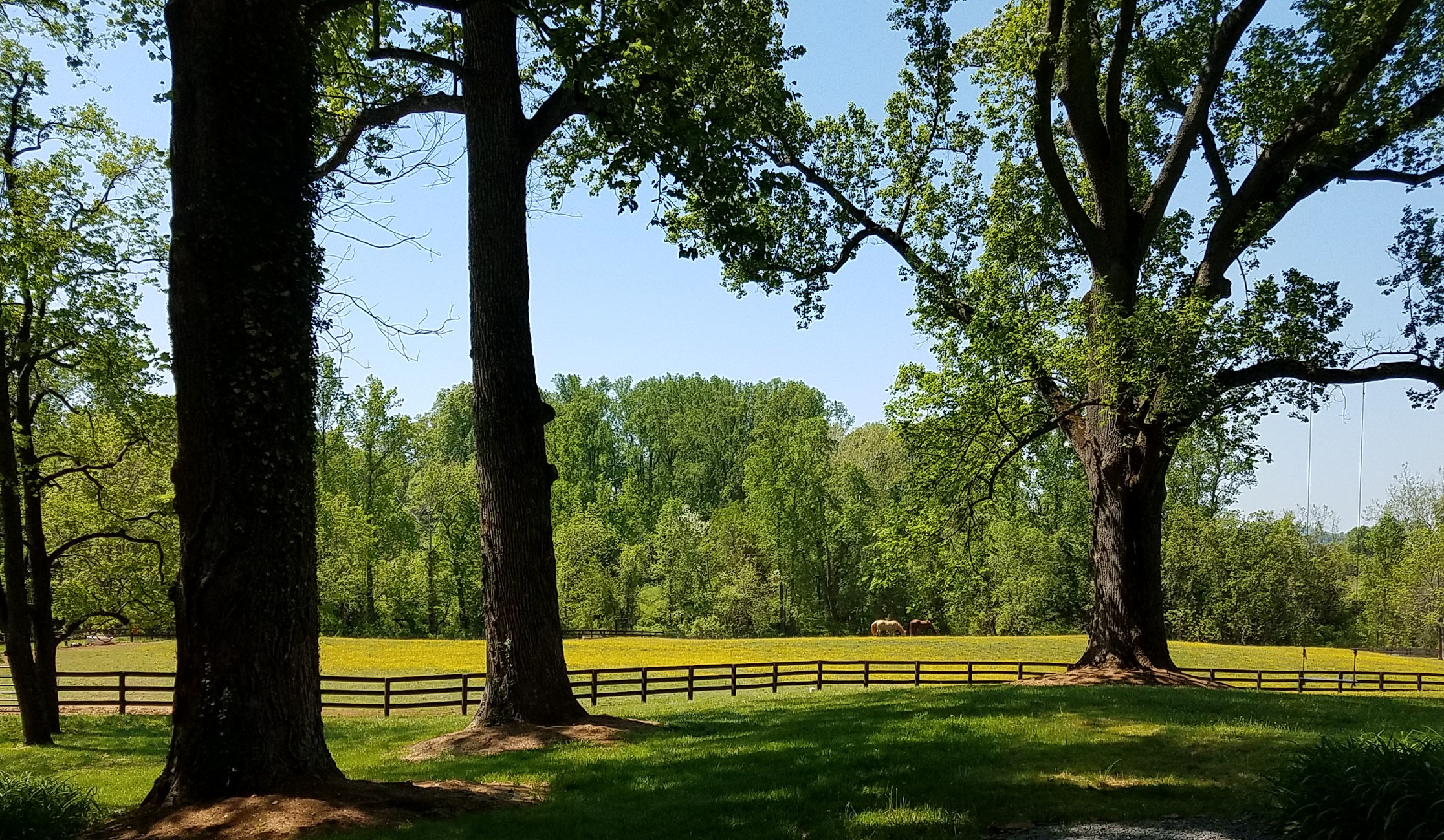 Virginia Tree Farm Odyssey – World-Wide Matel